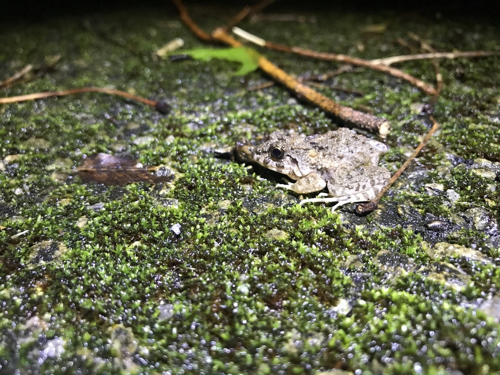 Ishigakijima Wart Frog from 県道215号, Taketomi, Yaeyama-Gun, Okinawa, JP ...