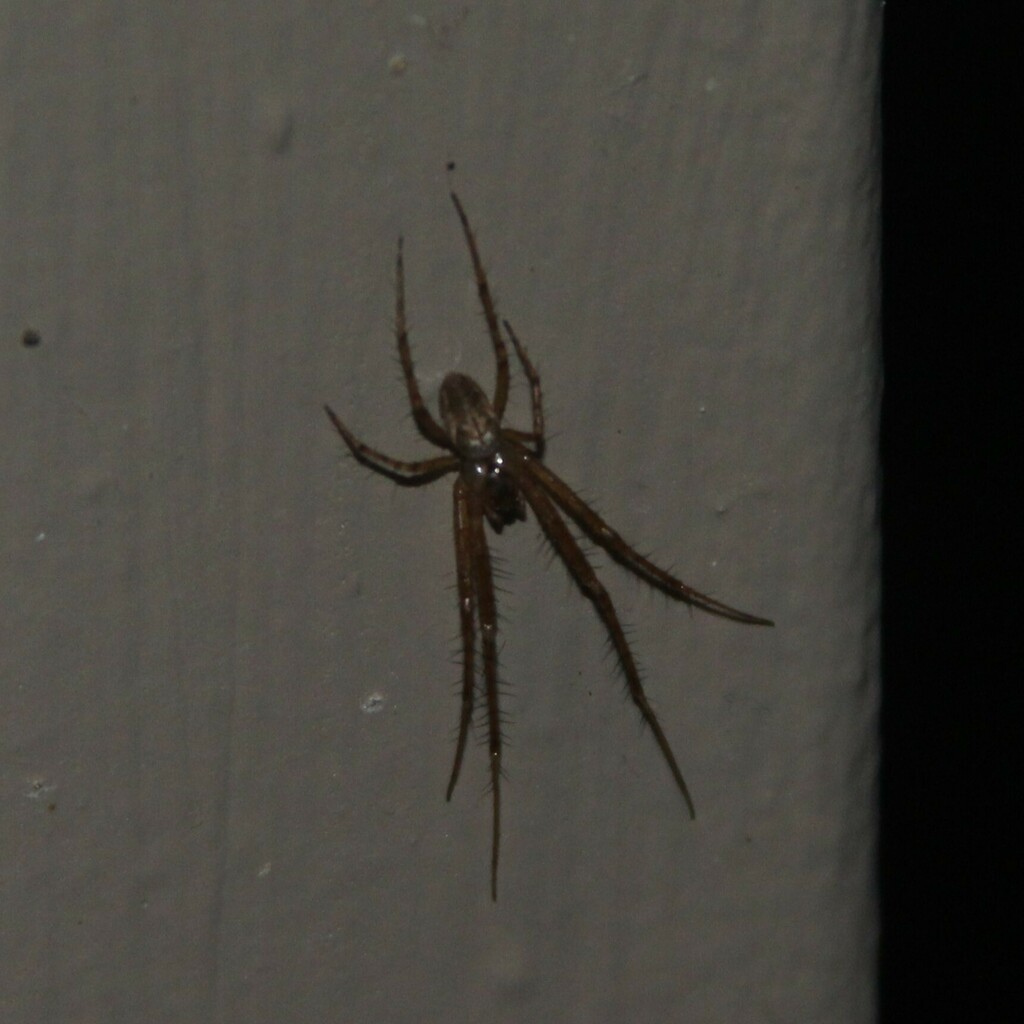 Eurasian Armoured Long-jawed Spider from Silverdale on December 01 ...