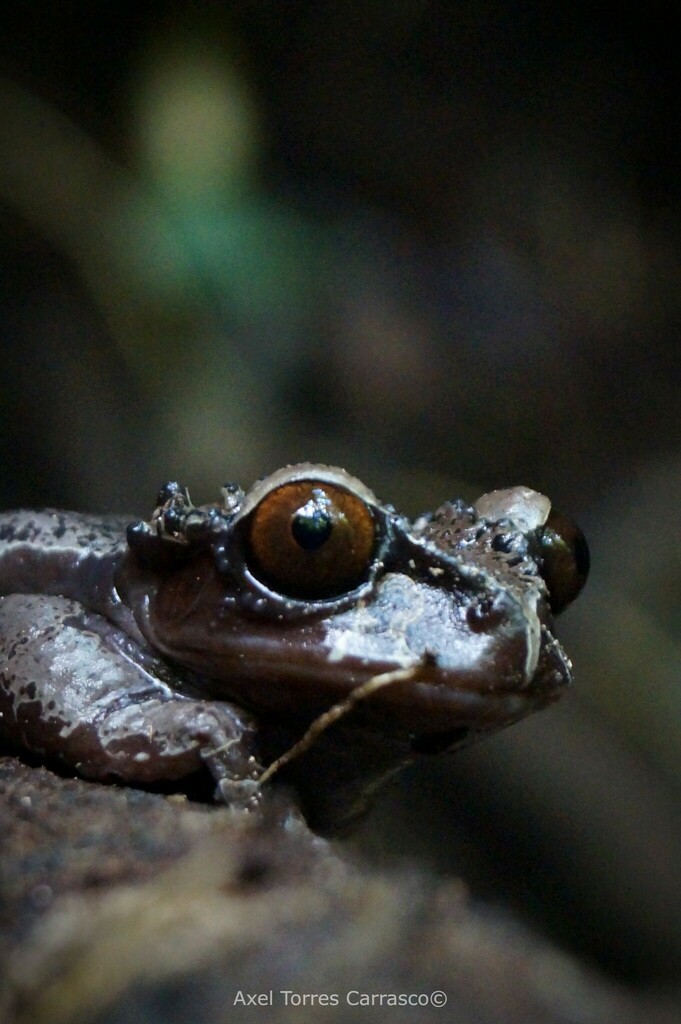 Coronated Tree Frog in September 2022 by Axel Torres Carrasco · iNaturalist