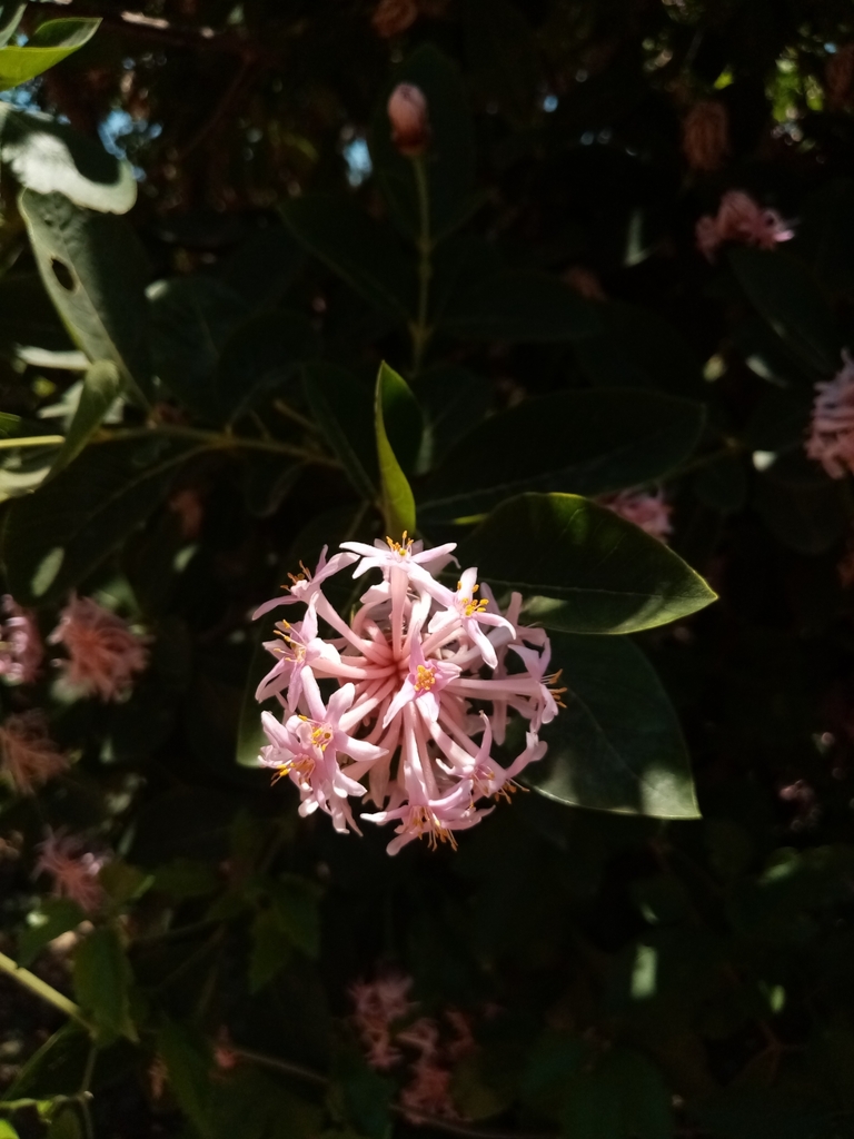 Pompom Tree from 1541mahhashini, Wembesi A, Estcourt, 3310, South ...