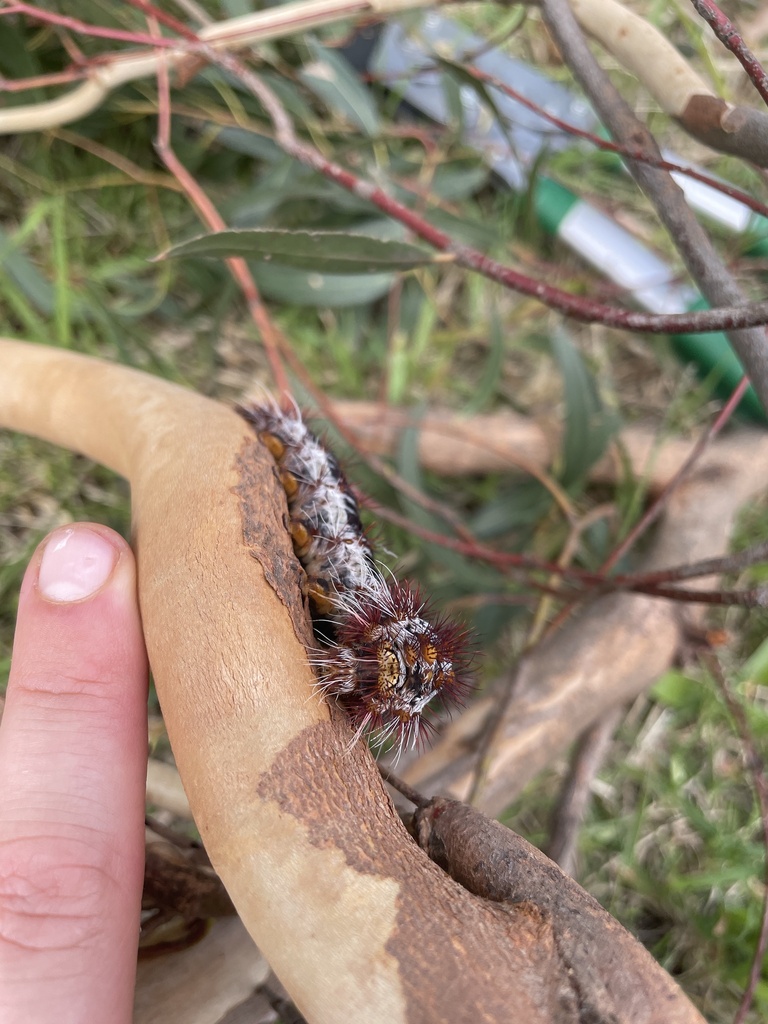Batwing Moth from Casey - South, AU-VI, AU on December 02, 2022 at 10: ...