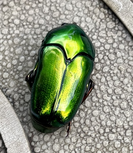 Ischiopsopha pulchripes · iNaturalist