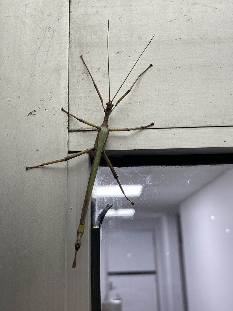 Red-winged Stick Insect from The University of Queensland, St Lucia ...