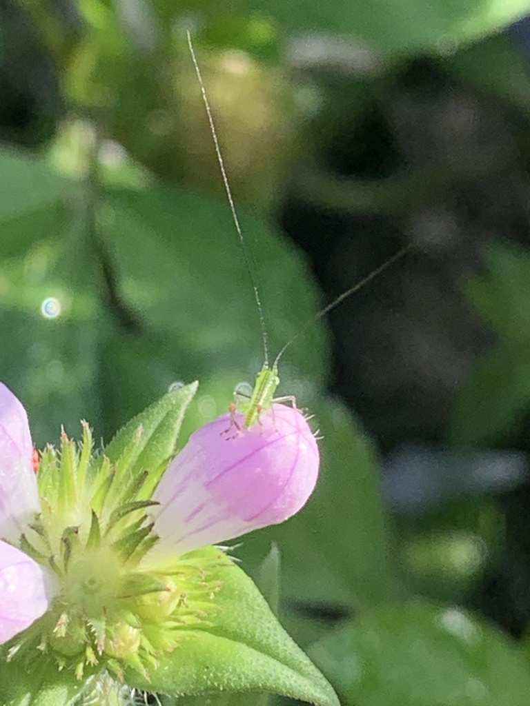 Common Meadow Katydids from Lago Mar, Miami, FL, US on December 2, 2022 ...