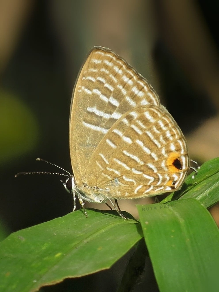 Metallic Cerulean from Tamhini on October 16, 2022 by Ruta Mhatre ...
