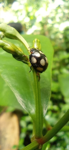 Epilachna inserta · iNaturalist