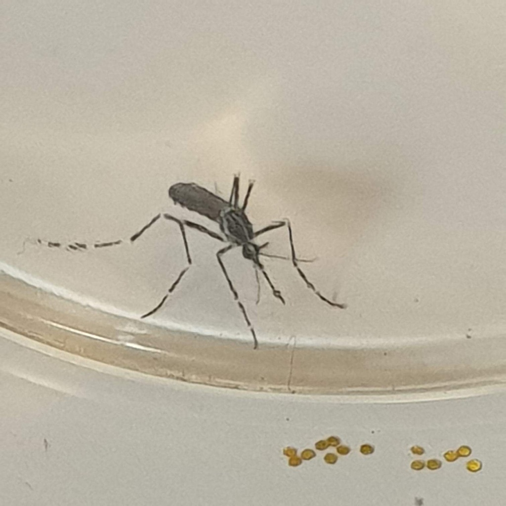 Mediterranean Tiger Mosquito from Cyprus, Lageia, Larnaca, CY on ...