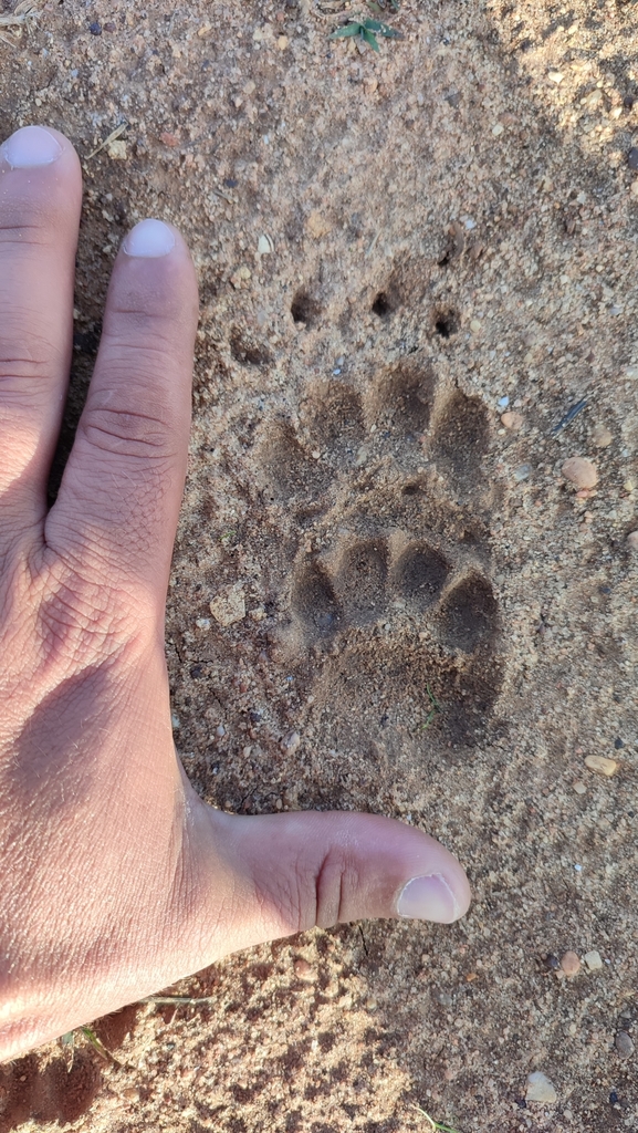 European Badger from Vila do Bpo., 8650, Portugal on December 02, 2022 ...