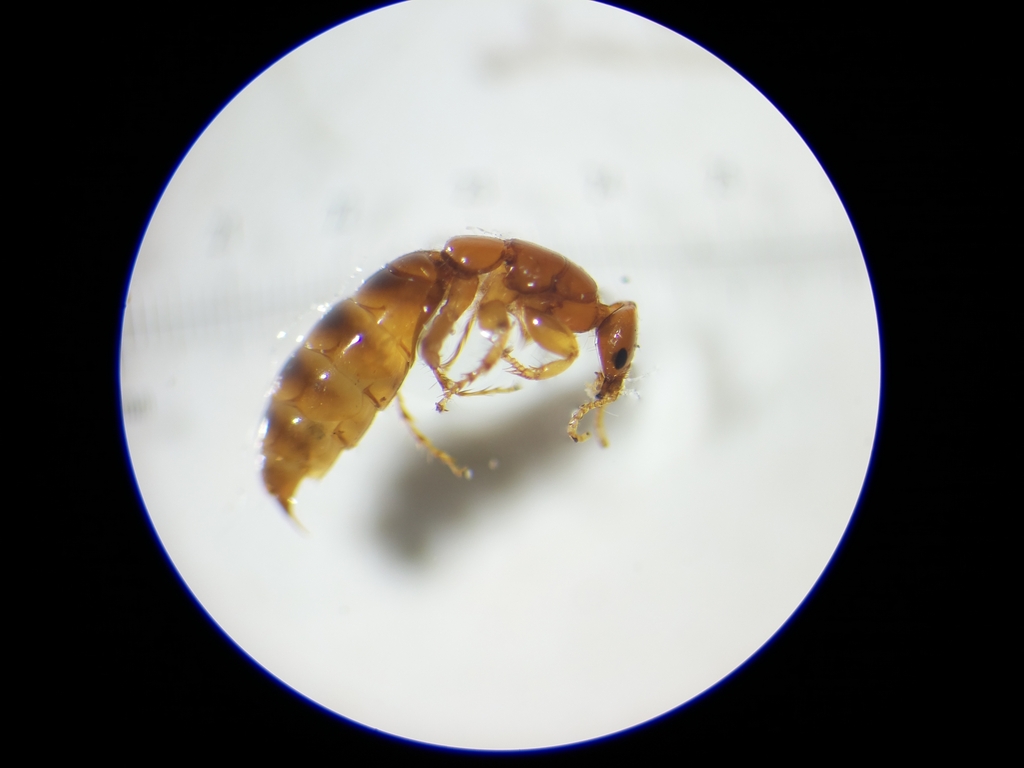 Cuckoo Wasps and Allies from Huasco, Atacama, Chile on December 02 ...