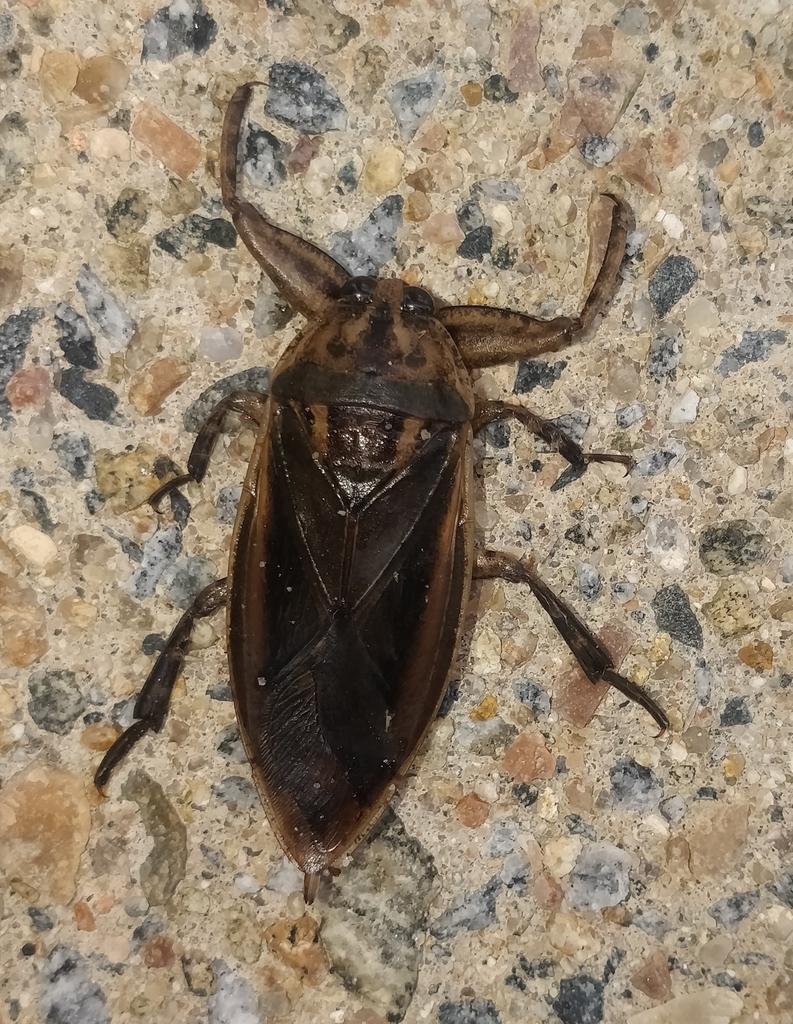 Australian-Asian Giant Water Bug from Guthalungra QLD 4805, Australie ...
