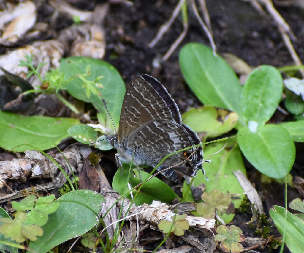 Wattle Blue from Chermside QLD 4032, Australia on December 3, 2022 at ...