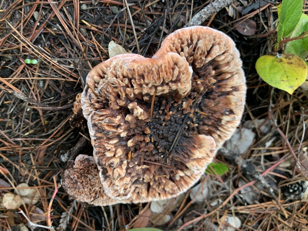 Red-juice Tooth in December 2022 by Dora Panayotova · iNaturalist