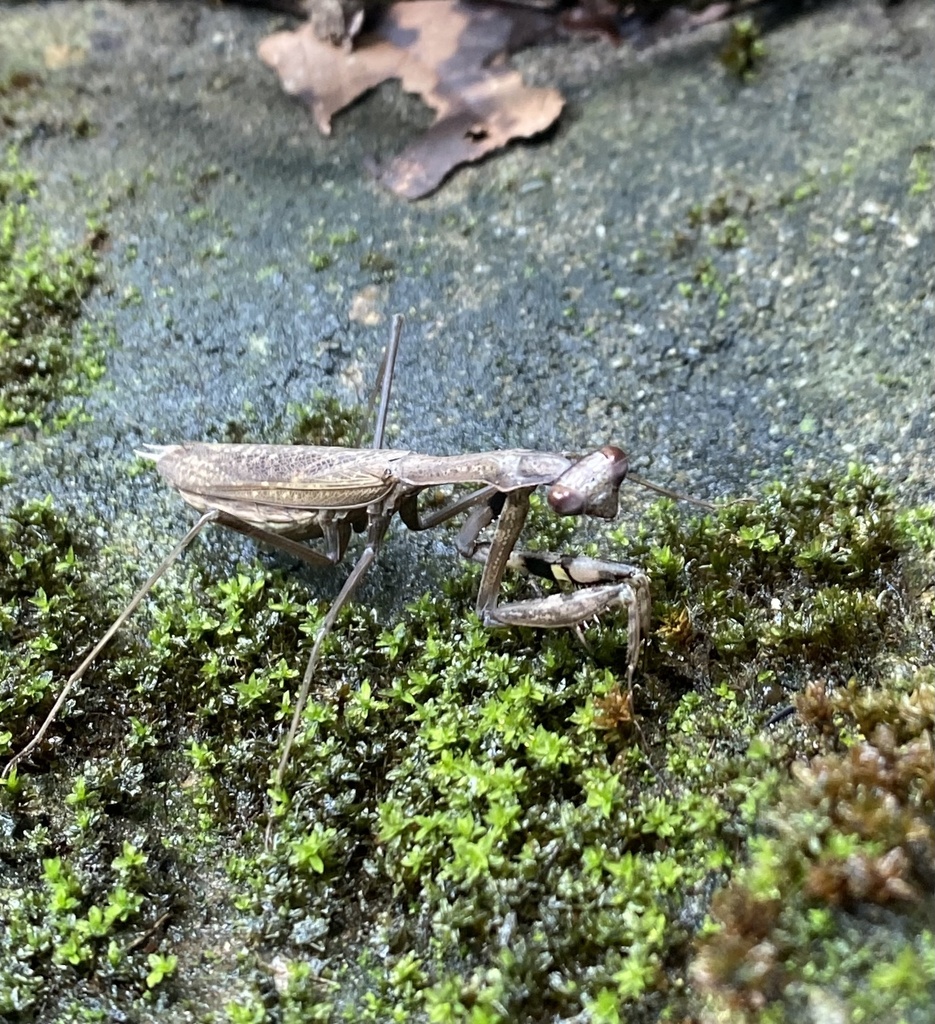 Statilia nemoralis from 內湖區, TW on December 03, 2022 at 12:38 PM by 傑靈 ...