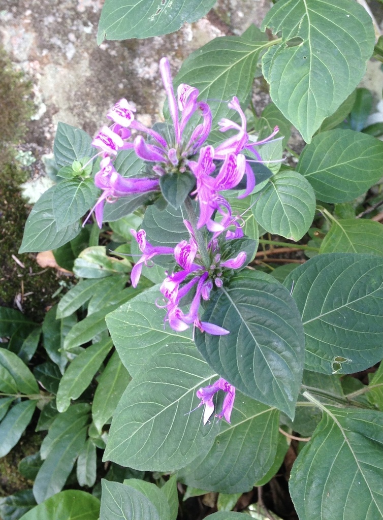 ribbon bush from Cutler Rd, Clontarf, NSW, AU on May 17, 2020 at 03:17 ...