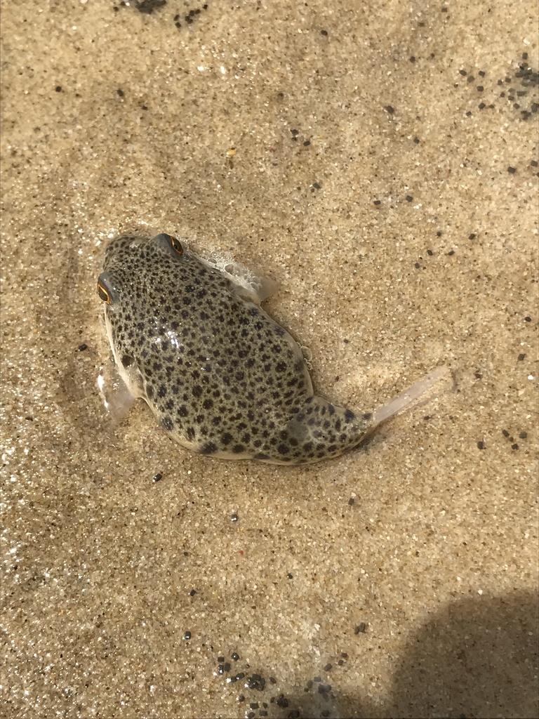 Common Toadfish from Coral Sea, River Heads, QLD, AU on December 02 ...