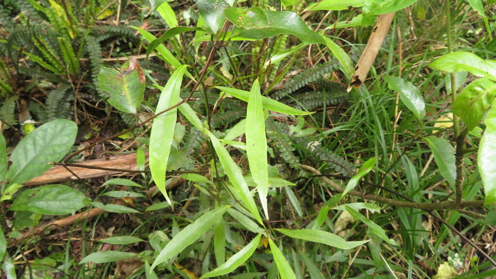 Tawa from South Taranaki District, Taranaki, New Zealand on October 28 ...