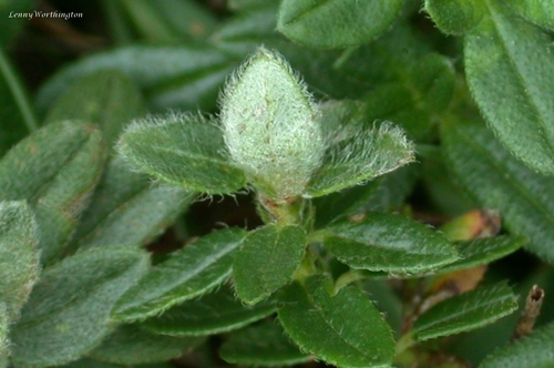 Contarinia helianthemi · iNaturalist