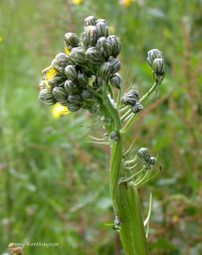 Contarinia hypochoeridis · iNaturalist