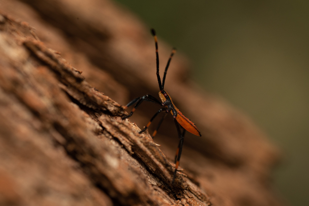 Coreinae from Newcastle NSW, Australia on December 03, 2022 at 01:25 PM ...