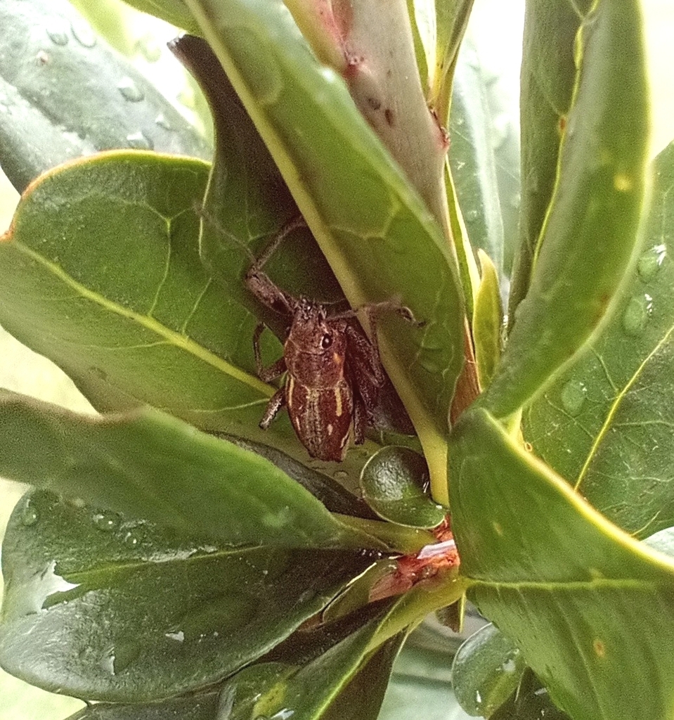 South American Fruit Tree Weevil from Hipólito Yrigoyen, AR-BA, AR on ...