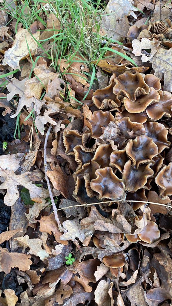 Wavy Cap in December 2022 by Jutta Dobner · iNaturalist