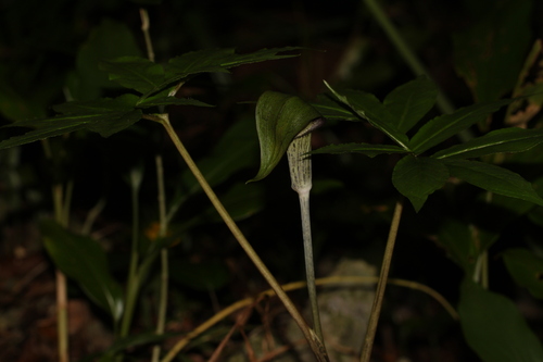 Subspecies Arisaema heterocephalum okinawaense · iNaturalist