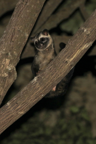 Javan Palm Civet (Subspecies Paradoxurus musangus javanicus ...