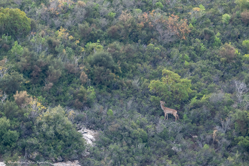 Persian Fallow Deer in December 2022 by Jonathan Ben Simon. One of the ...