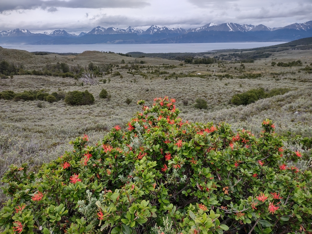 Chilean fire bush from Cabo de Hornos, Magallanes y la Antártica ...