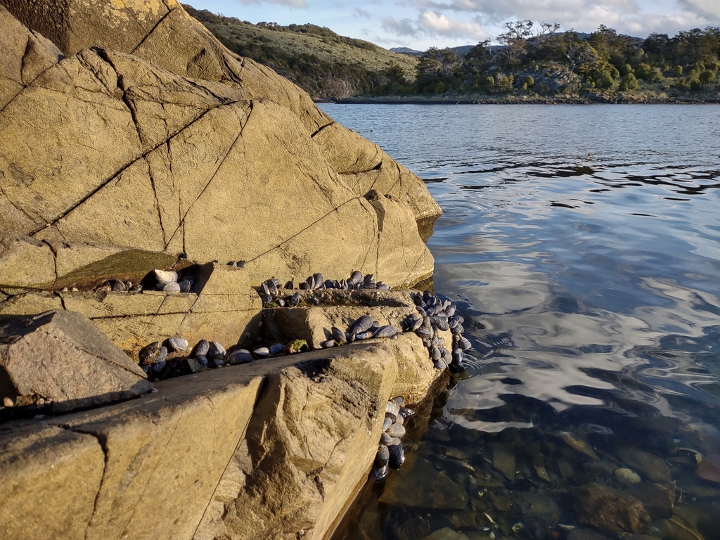 Chilean Blue Mussel from Magallanes and Chilean Antarctica, Chile on ...