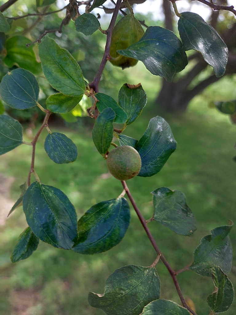 Chinese Apple from 49MF+QJF, Bridgetown, Barbados on December 3, 2022 ...