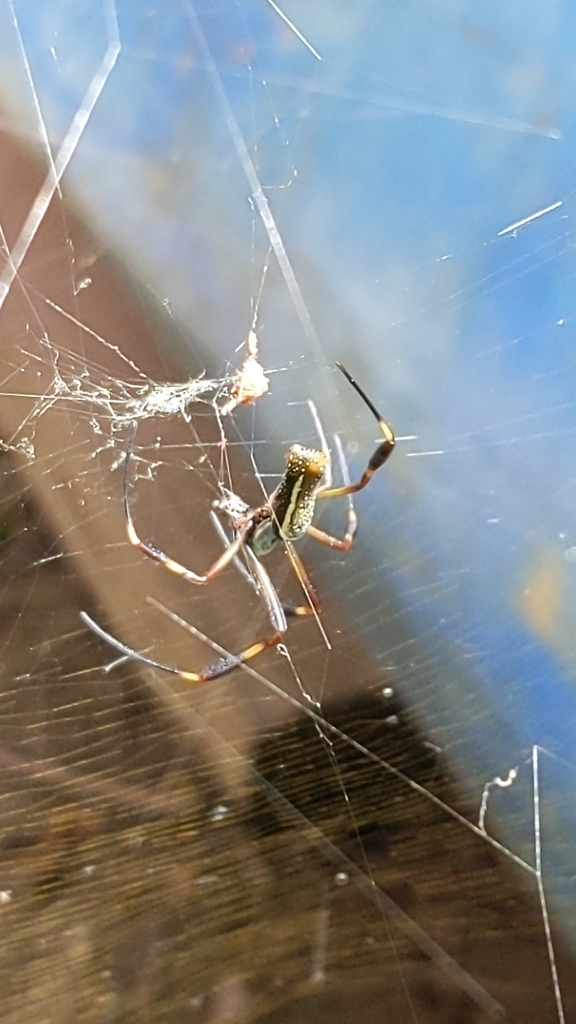 Golden Silk Spider from Goodwood Park, Diego Martin, Trinidad and ...