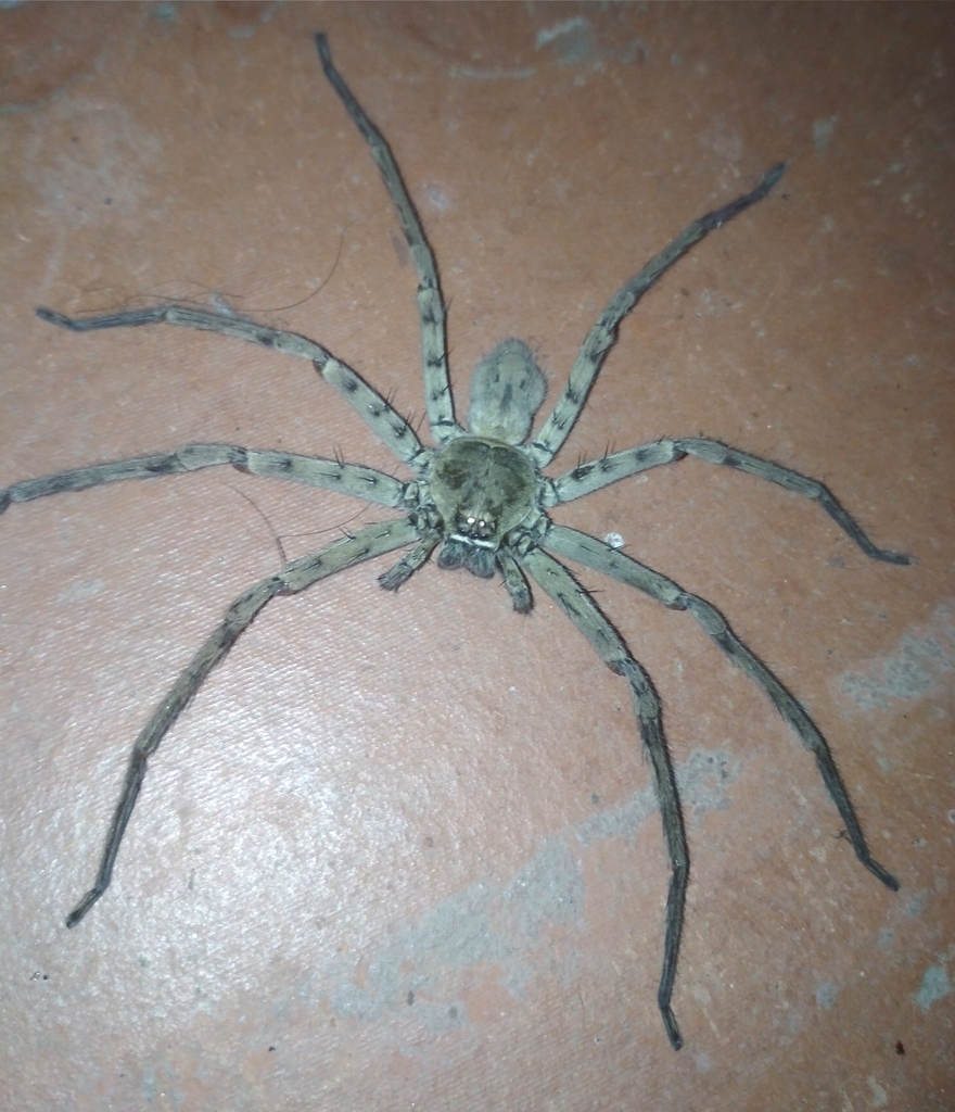 Pantropical Huntsman Spider from Sittilingi on December 3, 2022 at 05: ...