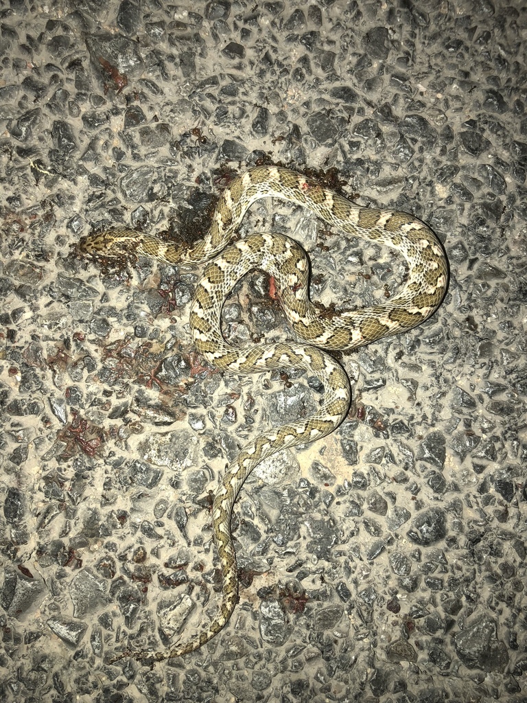 Glossy Snake from Avenida Himno Nacional, Zaragoza, S.L.P., MX on ...