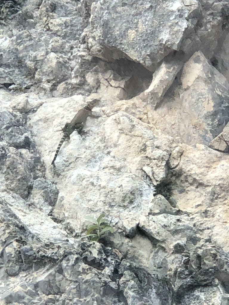 Crevice Swift in August 2018 by mike_rochford · iNaturalist