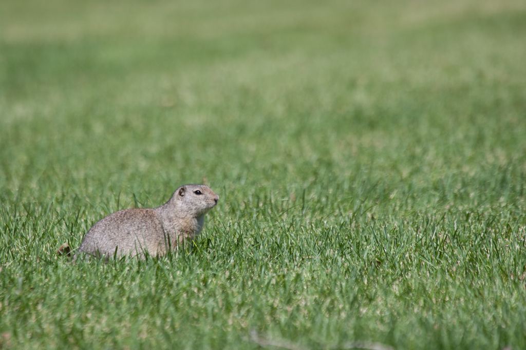 Belding's Ground Squirrel from CR-405, Princeton, OR, US on July 01 ...