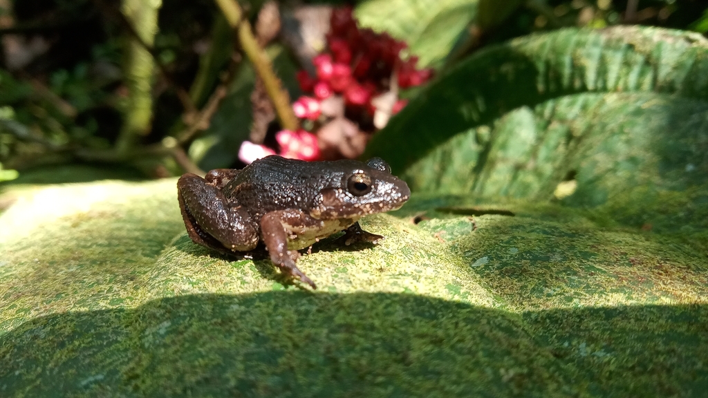 Frogs and Toads from Archidona, EC-NA, EC on December 01, 2022 at 01:01 ...