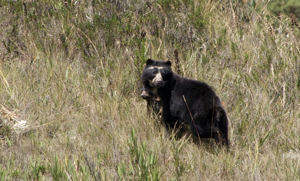 Spectacled Bear in December 2022 by Alejandro Pabon · iNaturalist