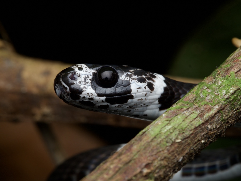 Catesby's Snail-eater from Tambopata, Peru on November 05, 2022 at 08: ...