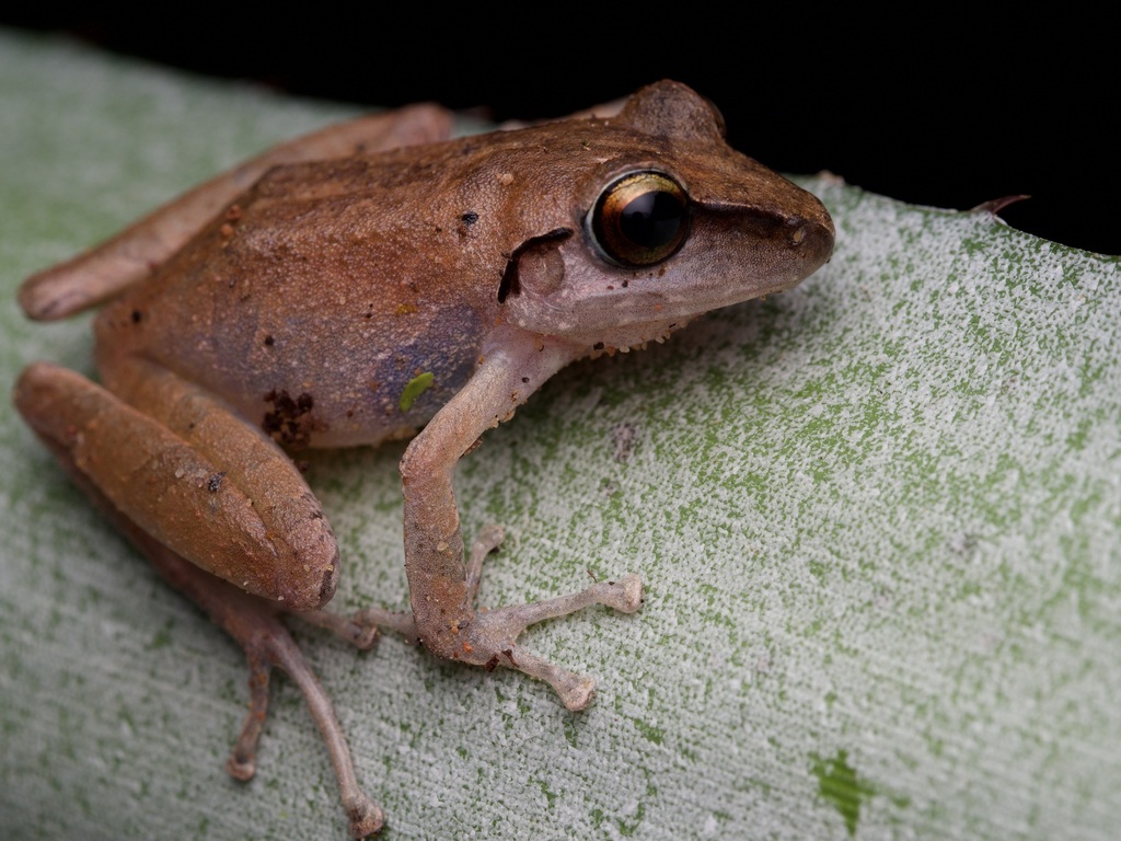 Rain and Robber Frogs from Tambopata, Peru on November 05, 2022 at 09: ...