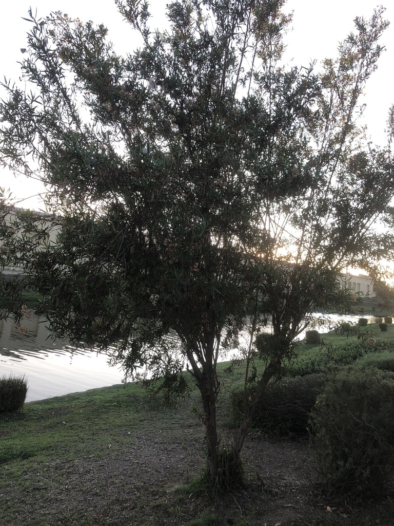 Chilean pepper tree from Avalon Blvd, Los Angeles, CA, US on December 3 ...