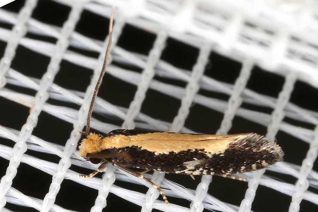Yellow-backed Clothes Moth from Graz-Umgebung, Österreich on July 06 ...