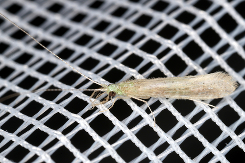 Setodes viridis · iNaturalist