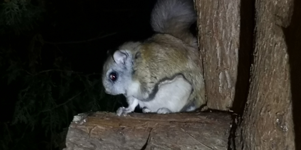 Northern Flying Squirrel from Sudbury, ON P3E 4N1, Canada on December ...