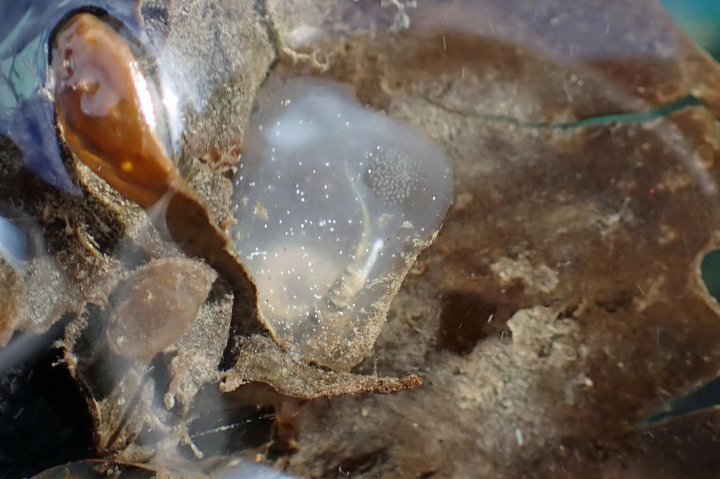 Icy Tunicate from Island County, WA, USA on December 03, 2022 at 06:27 ...