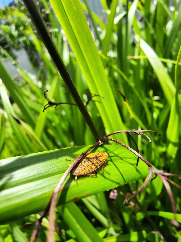 bush cockroach from The Bight NSW 2429, Australia on December 04, 2022 ...
