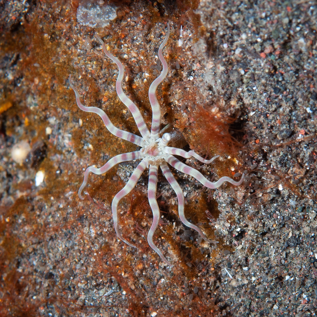 Swimming anemone from Ghost Bay, Tulamben, Bali on November 09, 2022 at ...