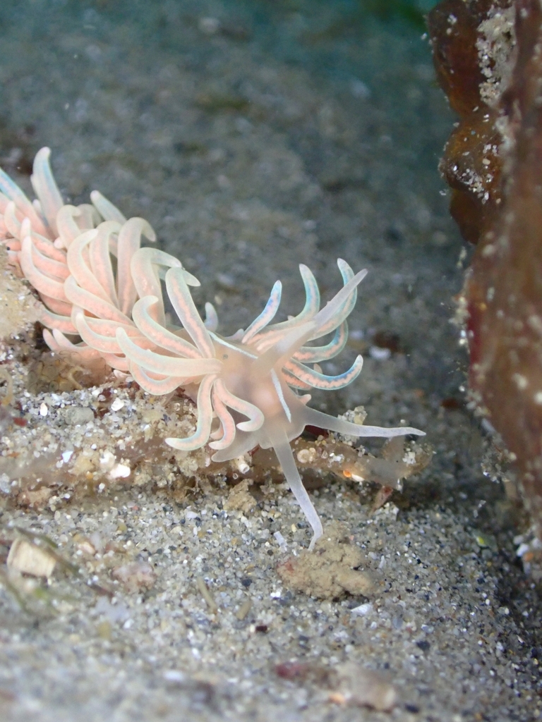 made-up phyllodesmium from Australia on December 04, 2022 at 10:01 AM ...
