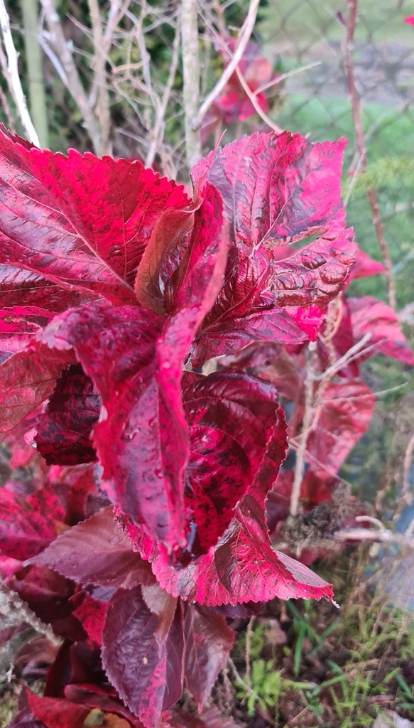 Copperleaf from Mandeville, Jamaica on December 04, 2022 at 06:32 AM by ...