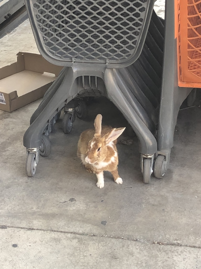 Domestic Rabbit from 34460 Cessenon-sur-Orb, France on June 29, 2022 at ...